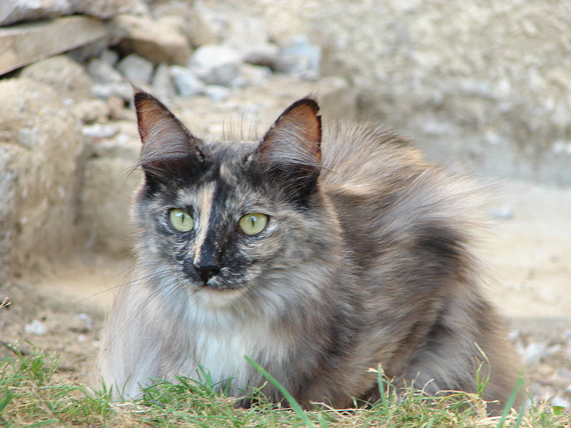 Les chats: L'Angora Turc