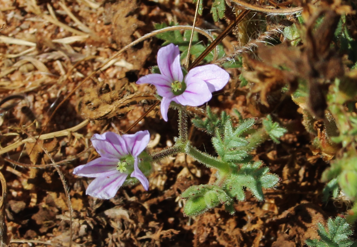 Biodiversity of Cyprus by NGO Protection of the Natural Heritage and ...