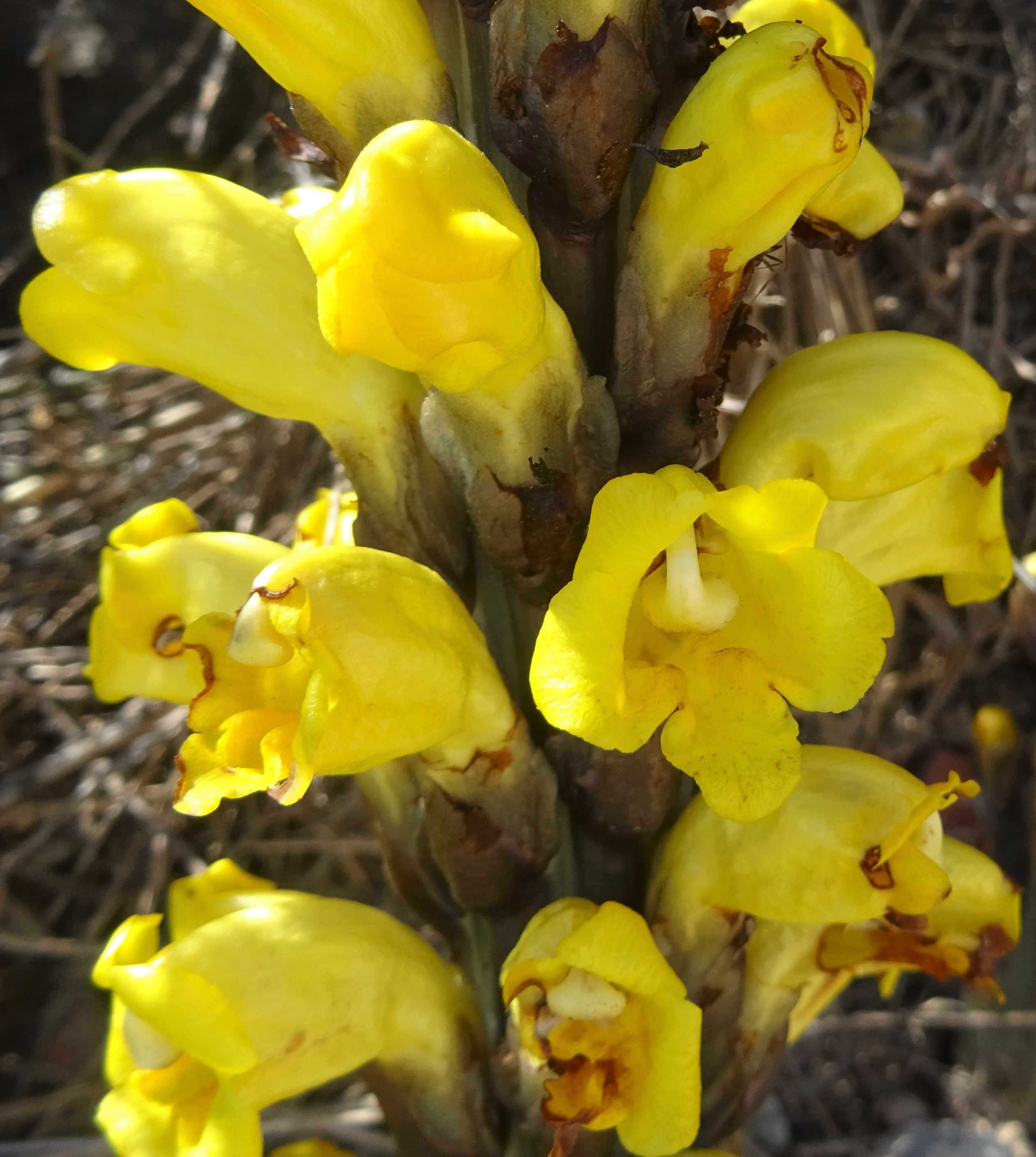 HERBARIO VIRTUAL DE BANYERES DE MARIOLA Y ALICANTE: 03/01/2012 - 04/01/2012