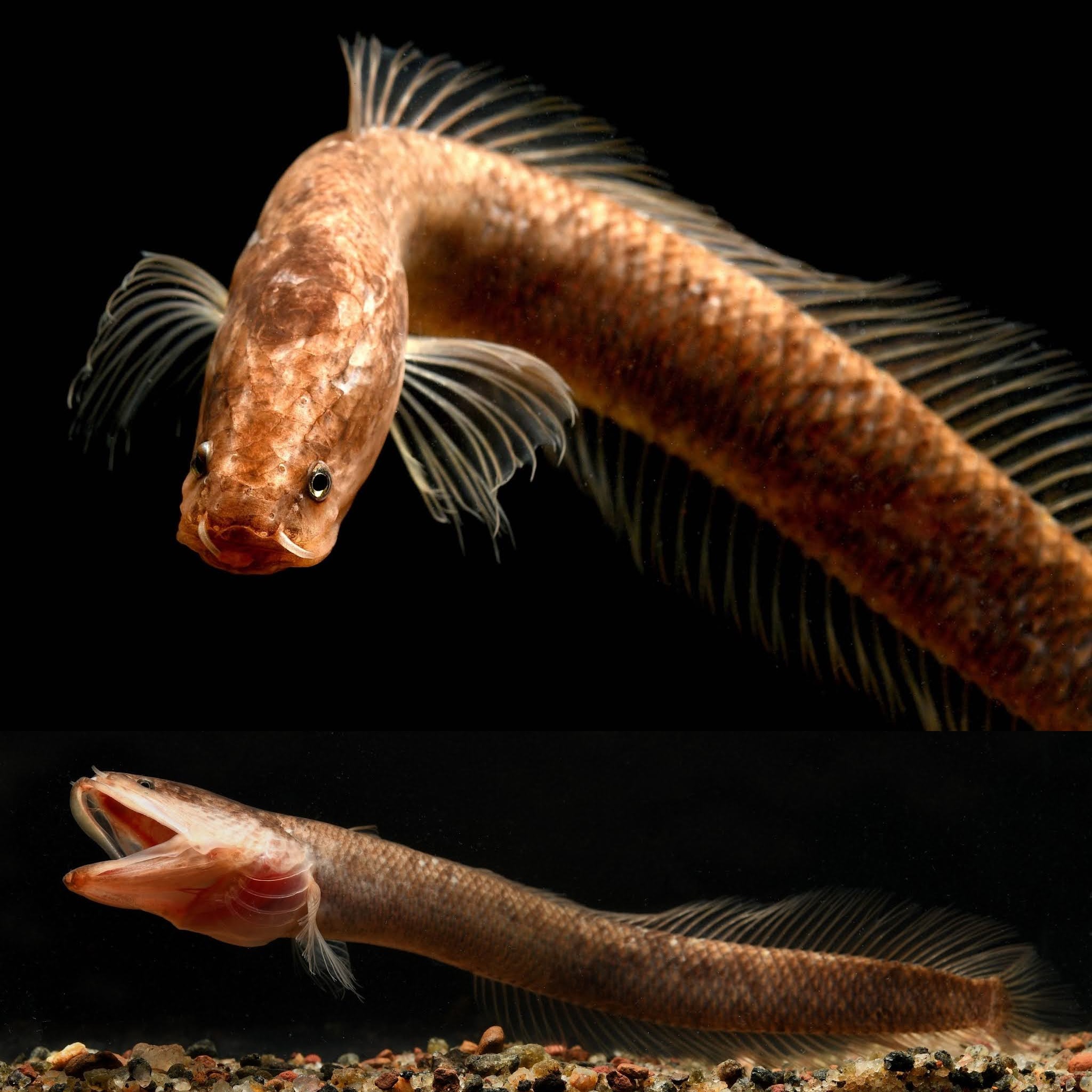 Species New to Science: [Ichthyology • 2020] Aenigmachannidae • A New ...