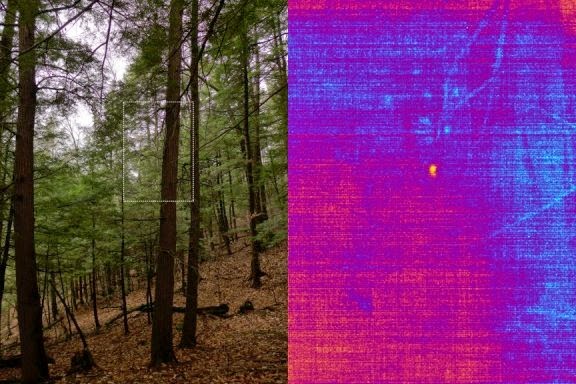 Infrared Birding: Welcome to Infrared Birding