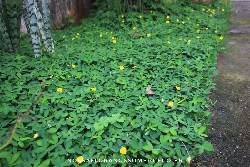 Grama-amendoim: características e utilidades