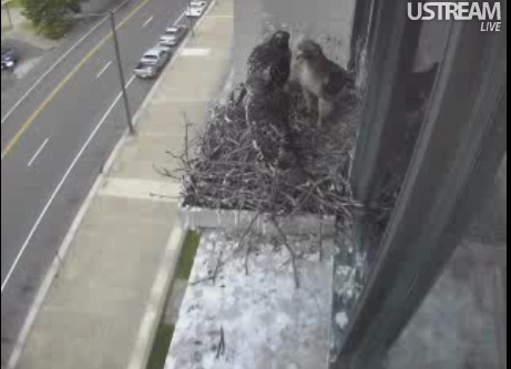 Hawkwatch at the Franklin Institute: Another eyass fledges... and a ...