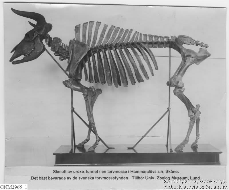 Complete Skeletons of the Aurochs (Bos primigenius)