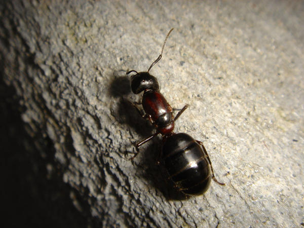 Kitsap county pest control, ant control seattle, carpenter ant