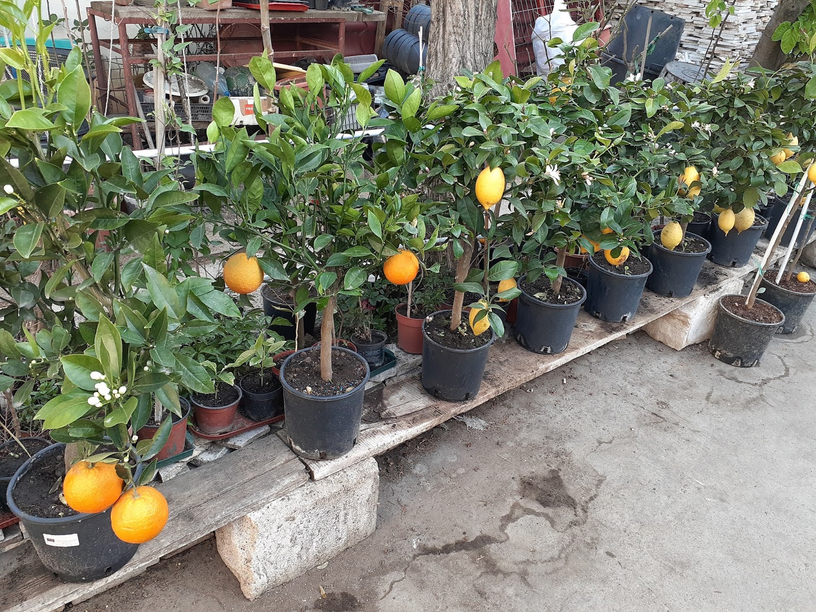 LAMAI DE VANZARE, 0721339995 GRADINA CU LAMAI, PORTOCALI, MANDARINI ...