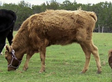 The Noblehorse & Payne Forest