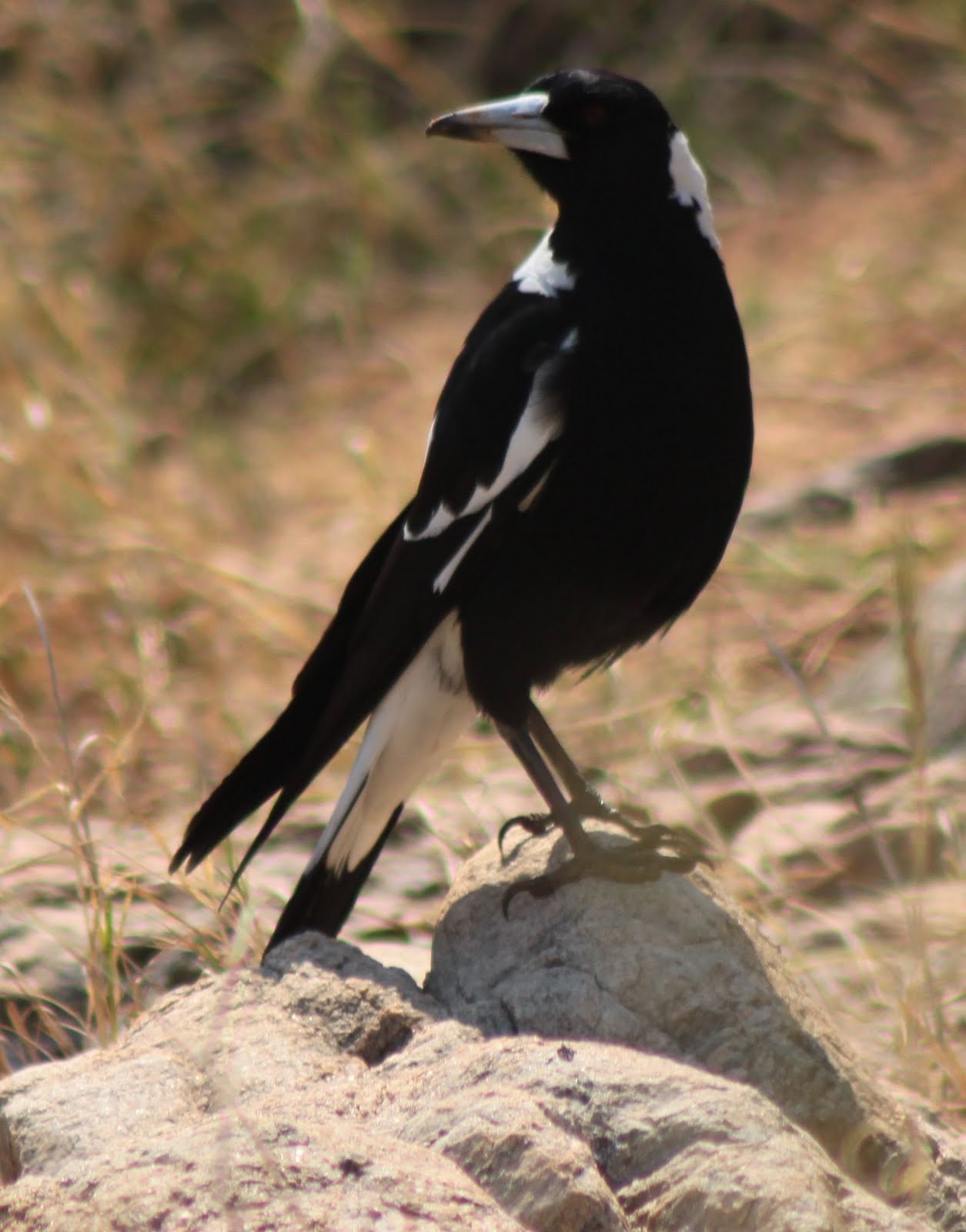Richard Waring's Birds of Australia: Wiggly Gorge and Wiggly Waterhole