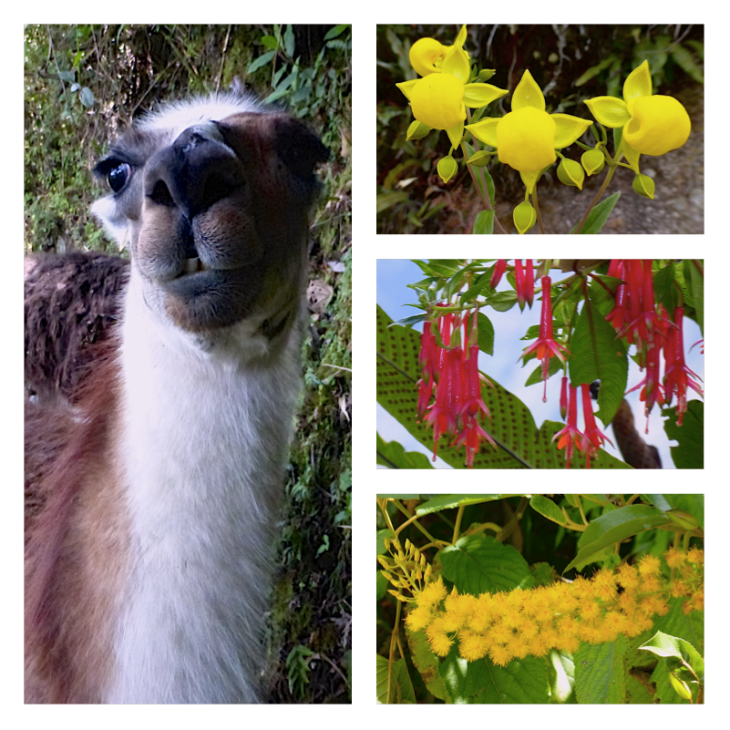 PERU and the Inca Trail to Machu Picchu...