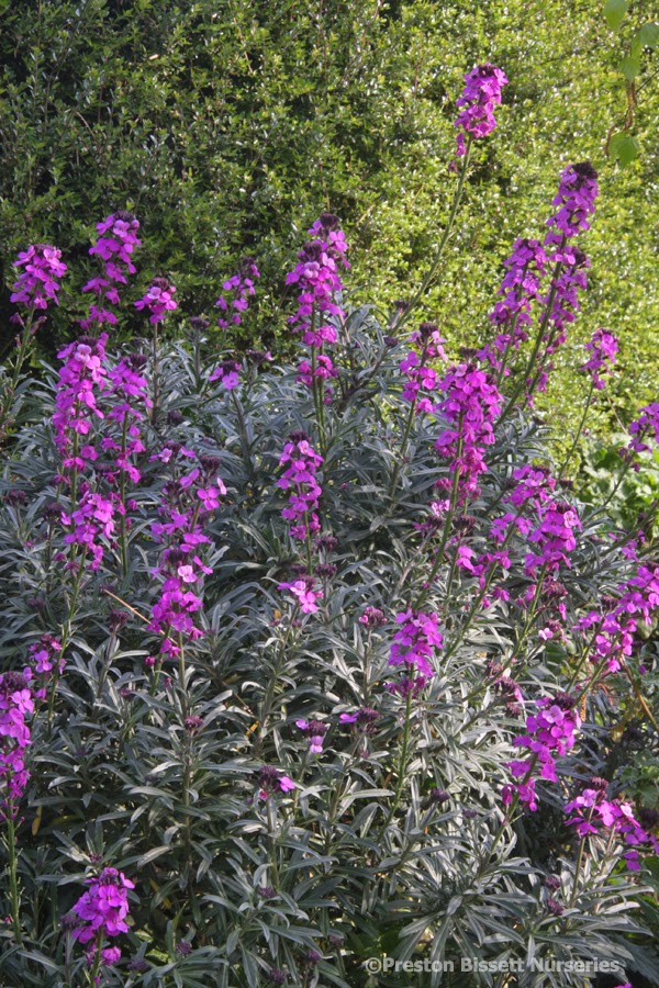 Preston Bissett Nurseries and Country Shop: Top Spring Shrubs Trees And ...