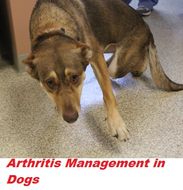 Arthritis Management in Dogs - Veterinarians Guide