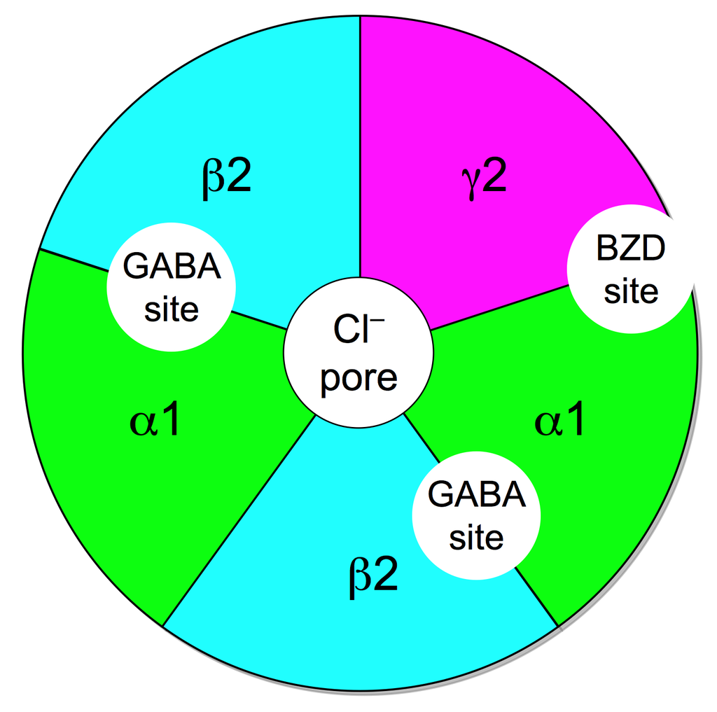 Epiphany: The GABA Switch, Altered GABAa Receptor subunit expression in ...