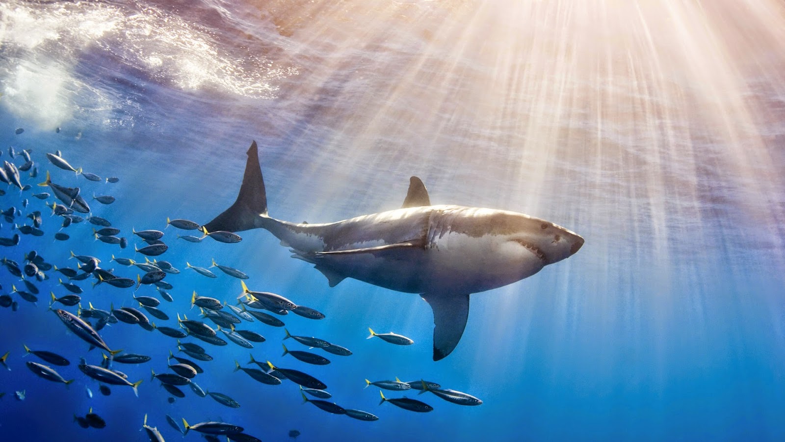 Shark - HD Wallpapers | Earth Blog