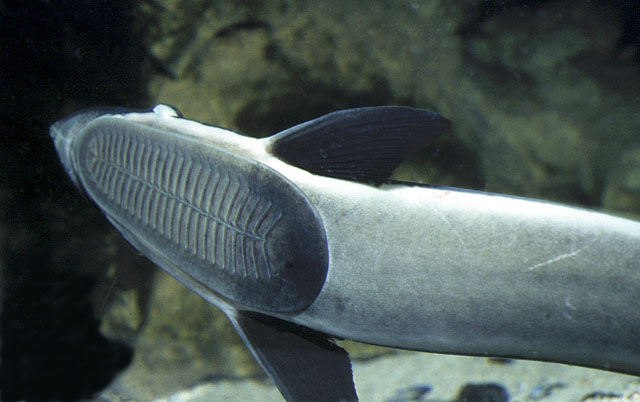 Artes de Pesca: VAMOS A PESCAR RÉMOLA