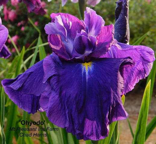 World of Irises: March 2017