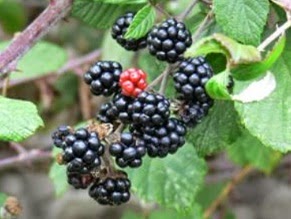 BIOHUERTOS URBANO-COMERCIALES: Cultivos Frutales Mora Gran Colombiana ...