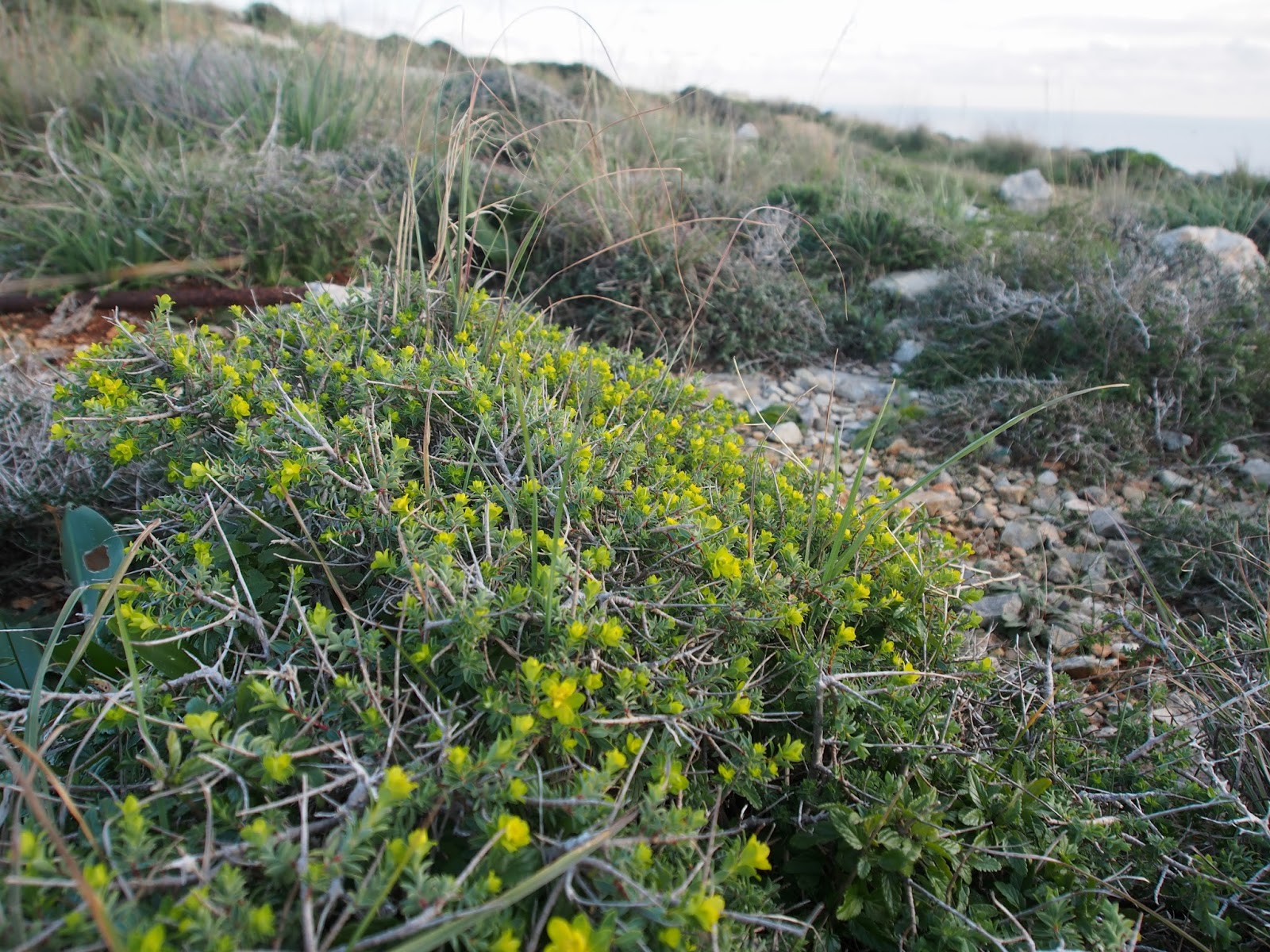 Bill's Birding: Malta