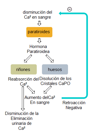 Sistema Endocrino: Glándula paratiroides concepto, función, importancia ...