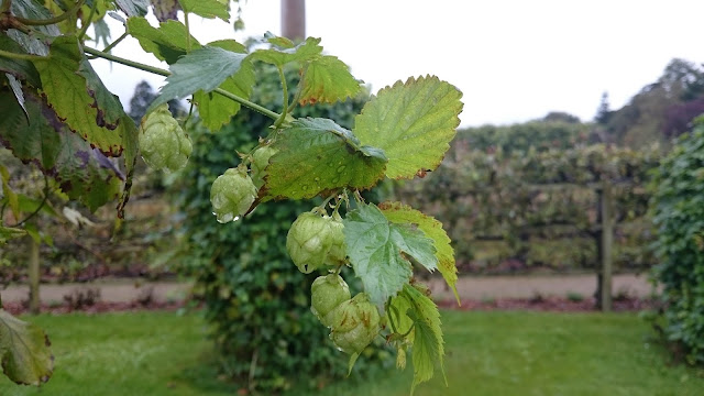 HERBAL PICNIC: HOPS