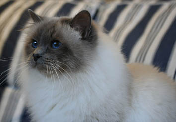 Valehto's Heliga Birma - Helig Birma, Katt, Katteri, Uppfödare, Lena ...