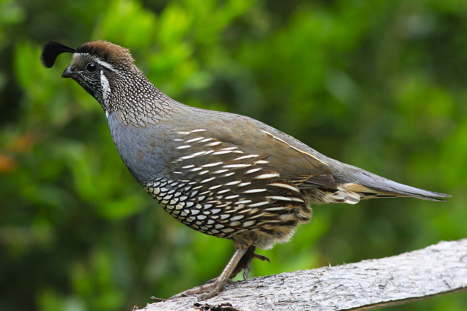 Aves de Argentina: Codorniz californiana (Callipepla californica)