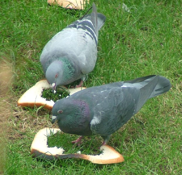 The RSPB Liverpool Local Group: The Feral Pigeon Project
