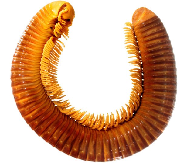 Wandering Leg Sausage