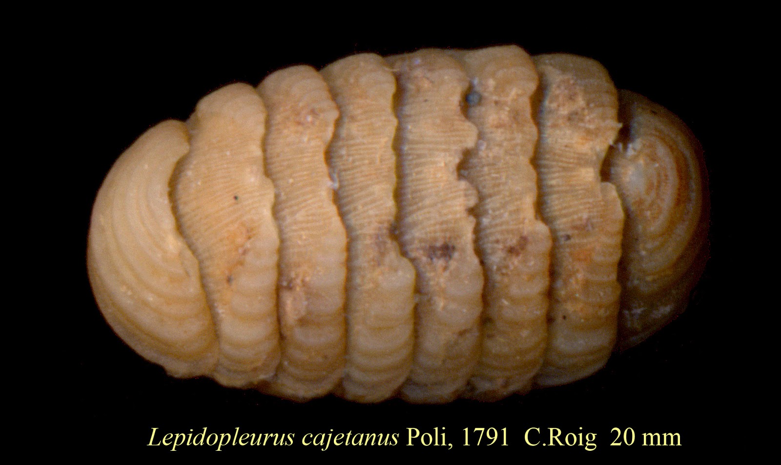 MALACOLOGÍA MEDITERRÁNEA: Listado de especies