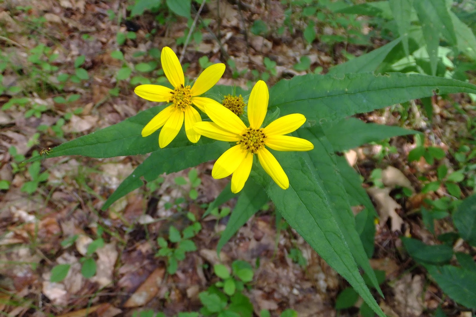 Plants Amaze Me: Allegan Forest, Allegan County Michigan - Part 2