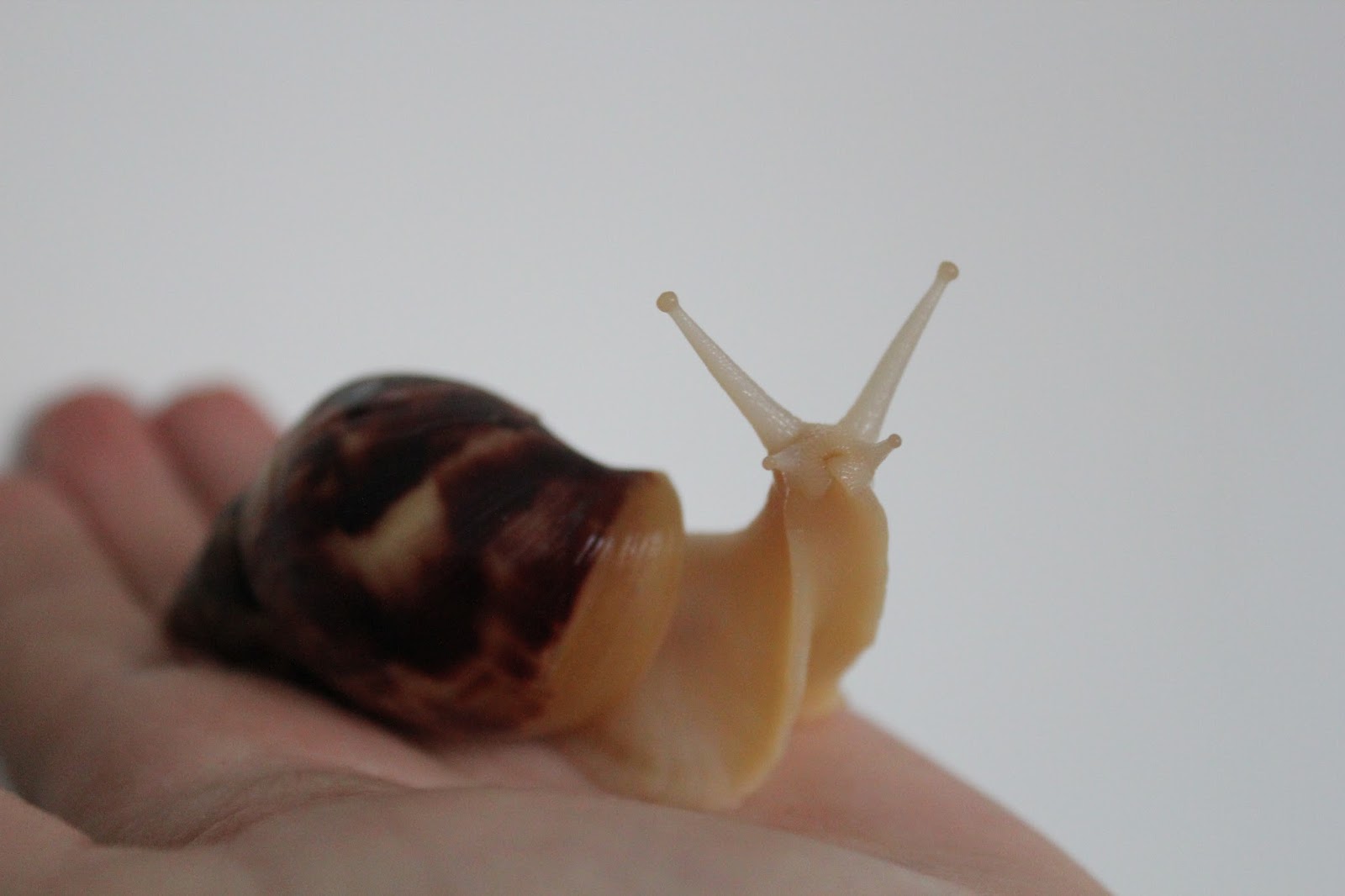 My Passion: Achatina fulica