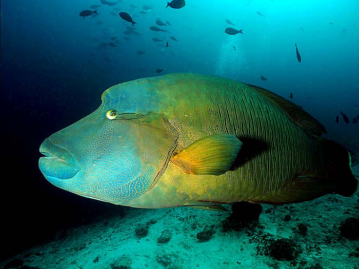Wrasses ~ Aquatic Animals