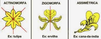 Zigomorfa | Plantas rioMoros