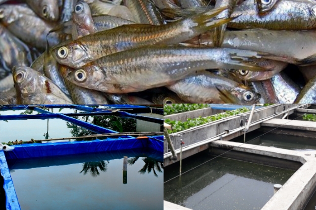 Cara Budidaya Ikan Wader di Kolam, Pasti Berhasil - Sob-Story.com