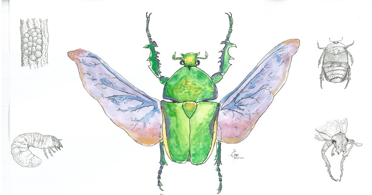 Georgina Meza Radilla - Máyatl