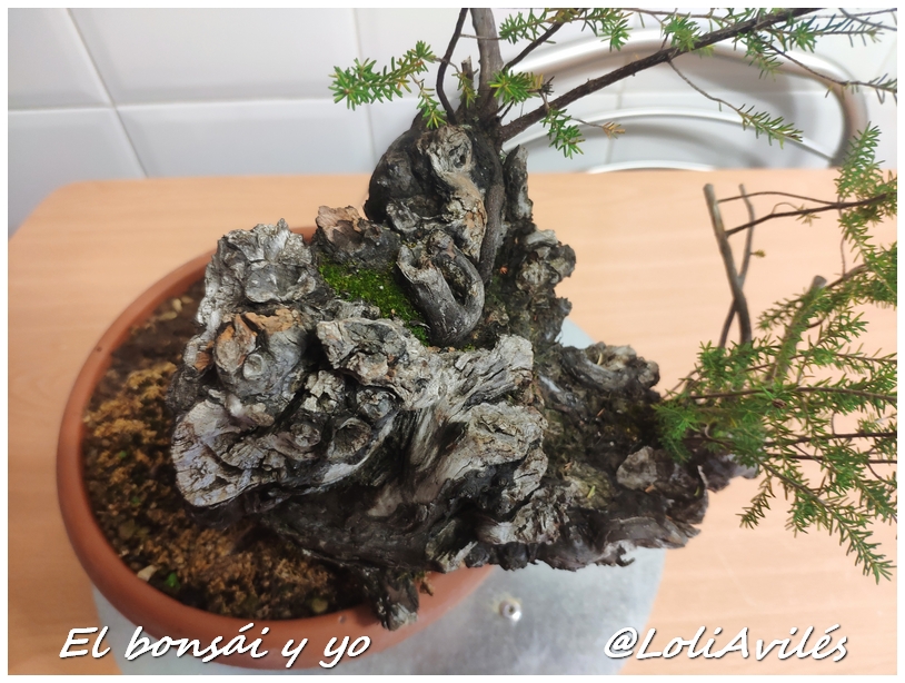 Erica arborea: presentación y primeros pasos - El bonsái y yo