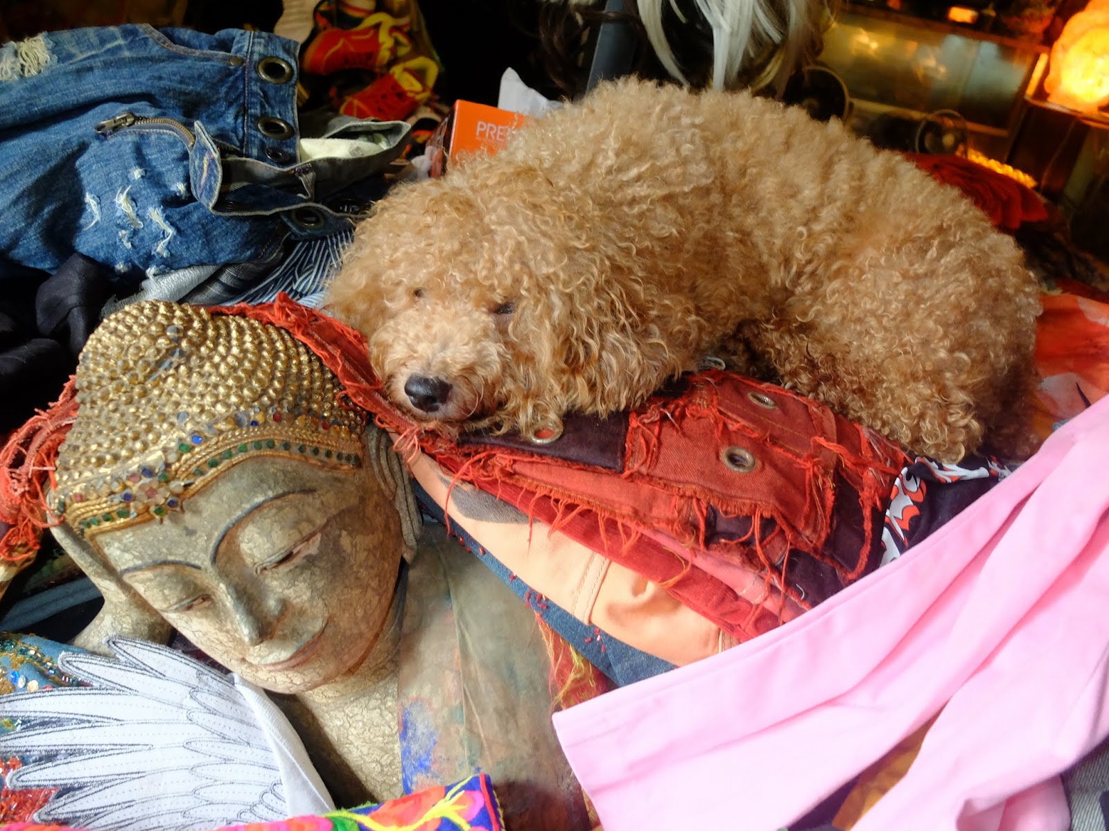 Kee Hua Chee Live!: DEDIONE THE FRENCH, HIGH CLASS POODLE CUDDLING NEXT ...