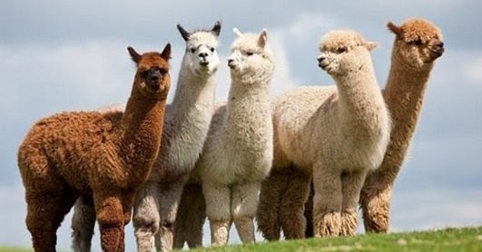 Alpaki z dobrej paki: Czy hodowla alpak jest trudna?