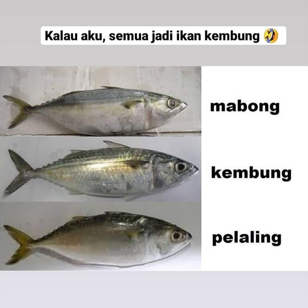 SEMUA KEMBONG