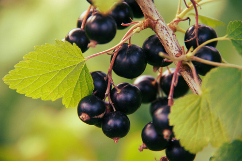 Behind the French Menu: Baies de Cassis – Blackcurrants and Crème de ...