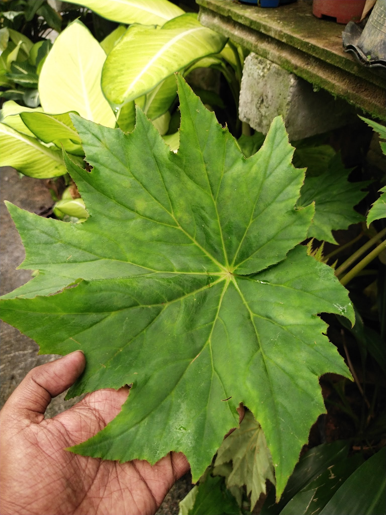 Garden Chronicles of James David: Star Begonia / Begonia heracleifolia ...