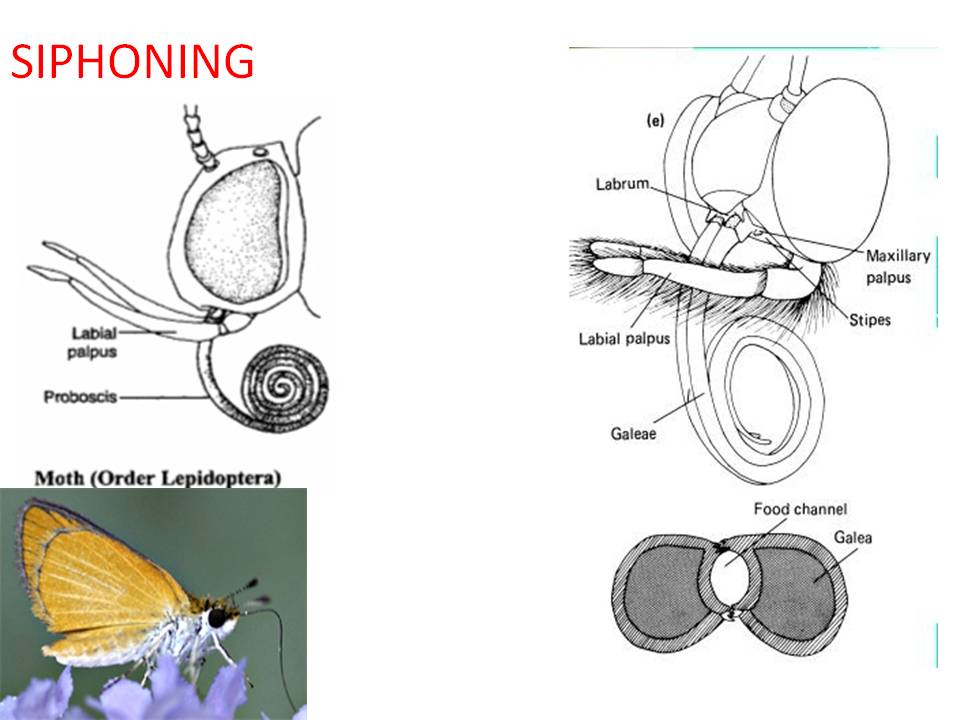 Insect Mouthpart and its modifications