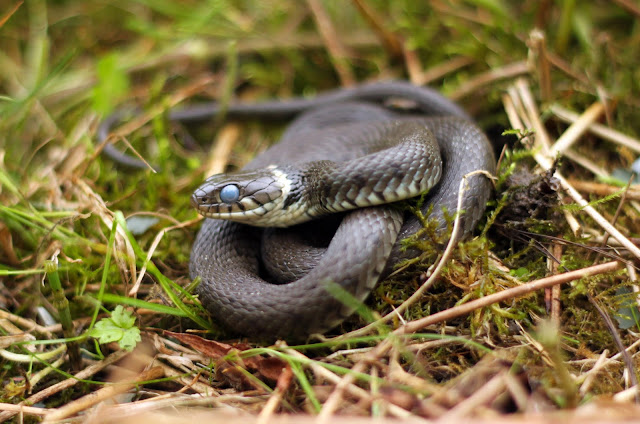 Field Herping UK: My First Grass Snake Photos!