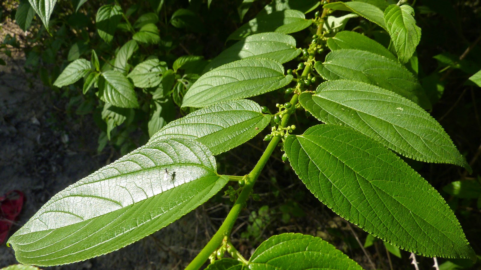 CARA MENGUBATI PENYAKIT KAYAP SECARA TRADISIONAL | ilmu pertanian