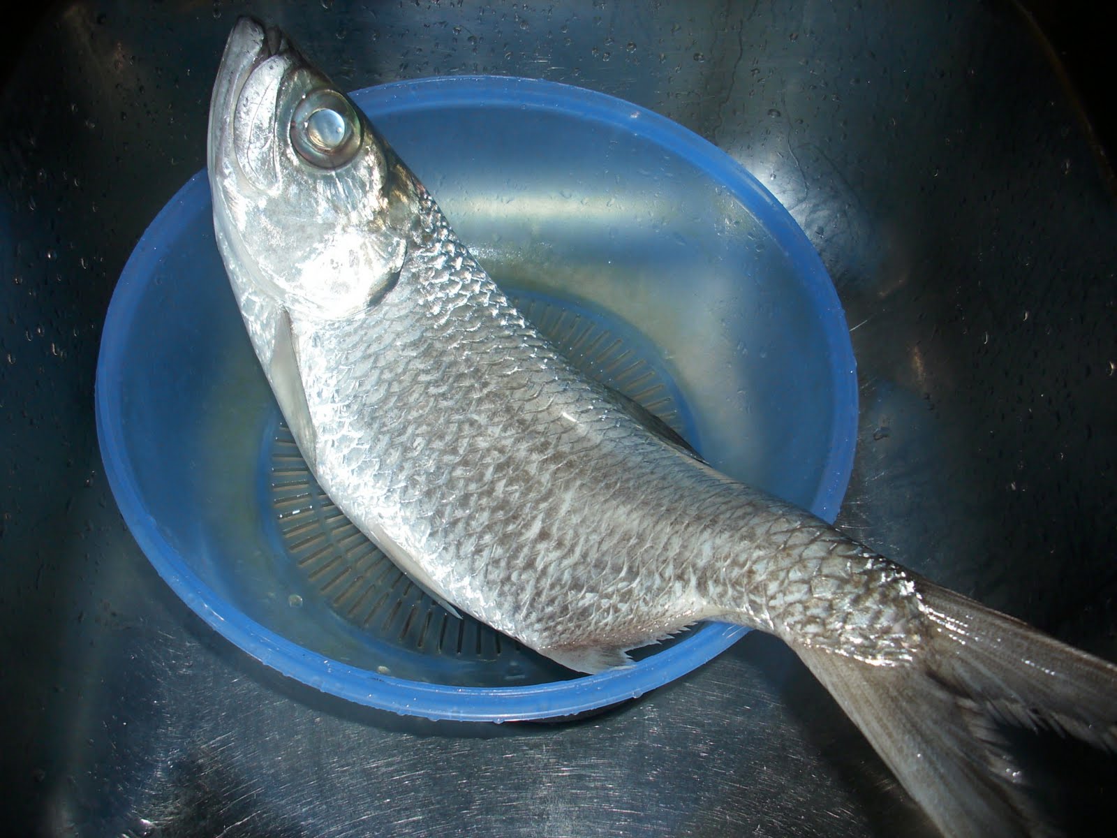 Ikan Terubuk Panggang - Amie's Little Kitchen