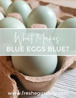 What Makes Blue Eggs Blue? - Fresh Eggs Daily® with Lisa Steele