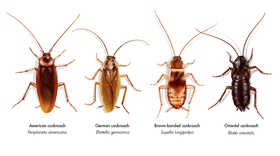 Identifying Types of Cockroaches, new scientific illustrations