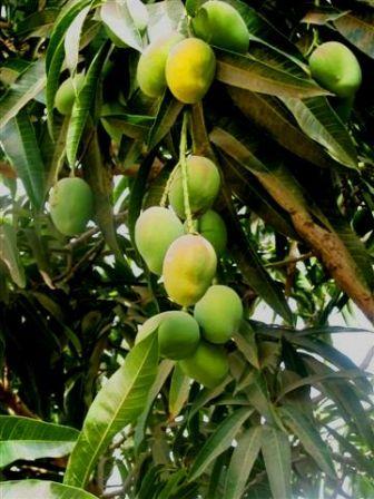 HELP YOURSELF TO HEALTH: Lose Weight With Wild African Mango