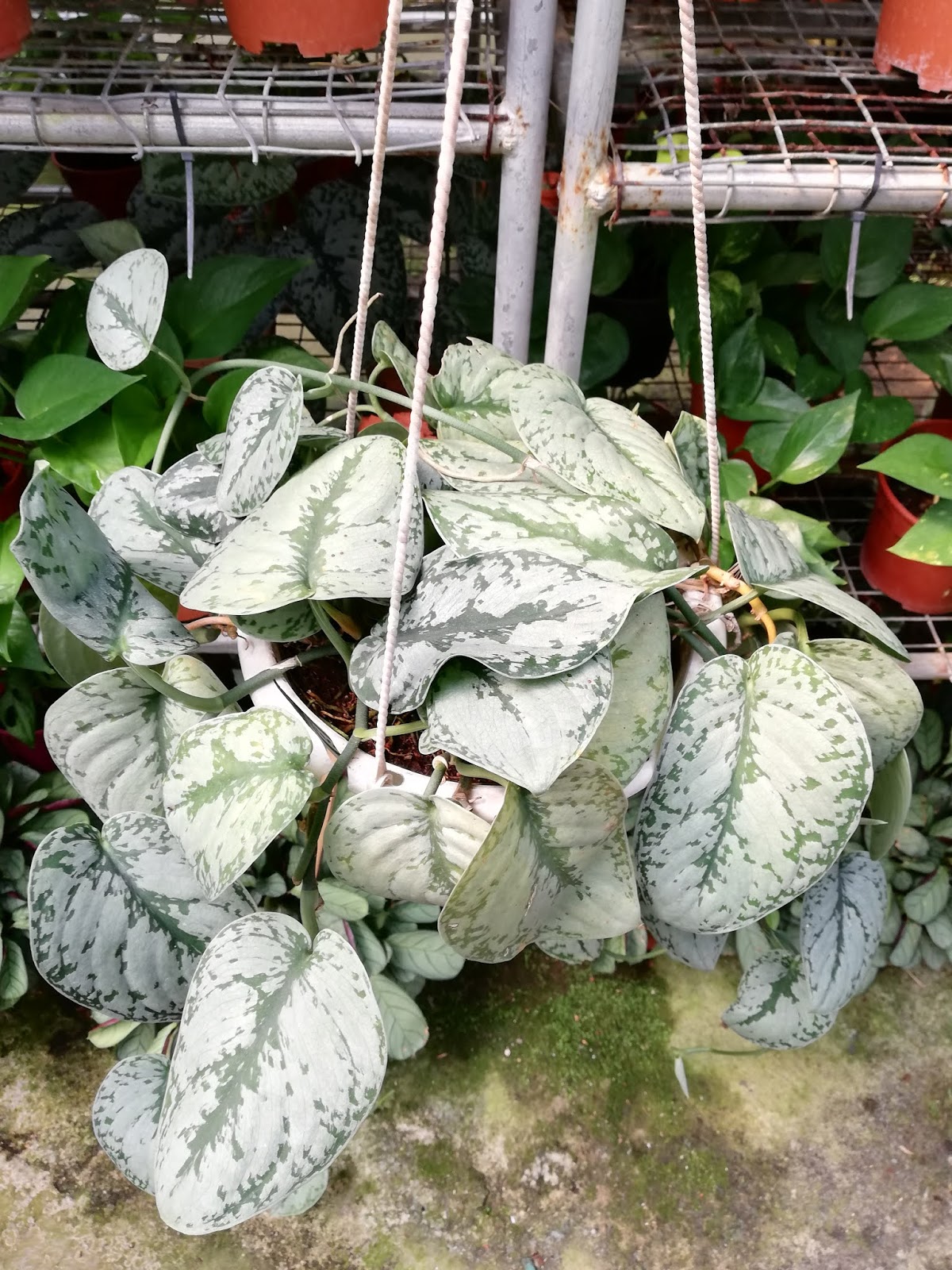 Garden Chronicles of James David: Satin Pothos - Scindapsus pictus ...