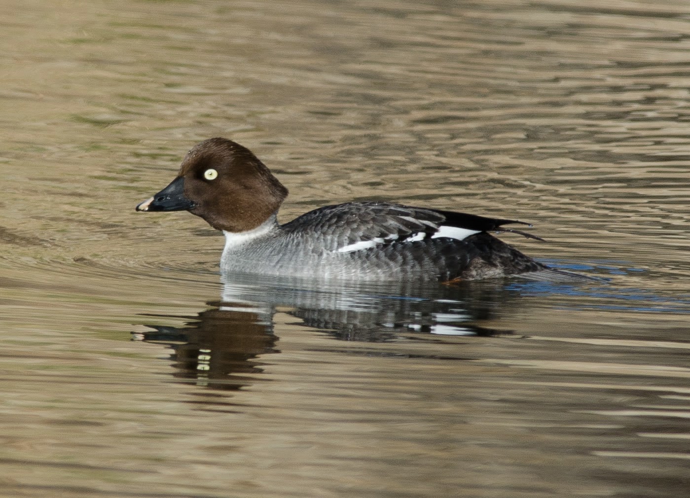 Gordon's Birding Adventures: Birding in Prescott, Arizona