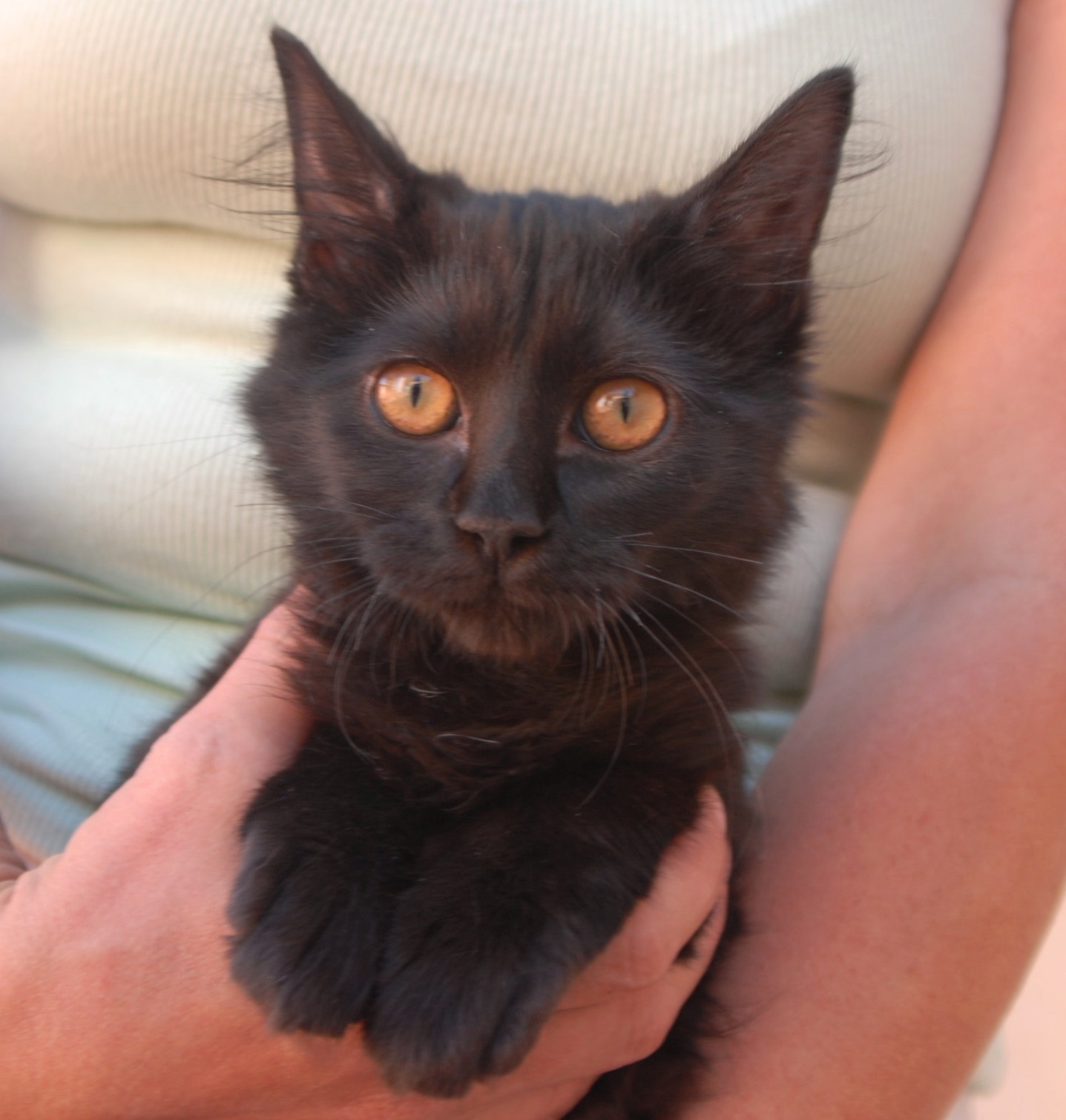 45 rescued kittens ready for adoption today!